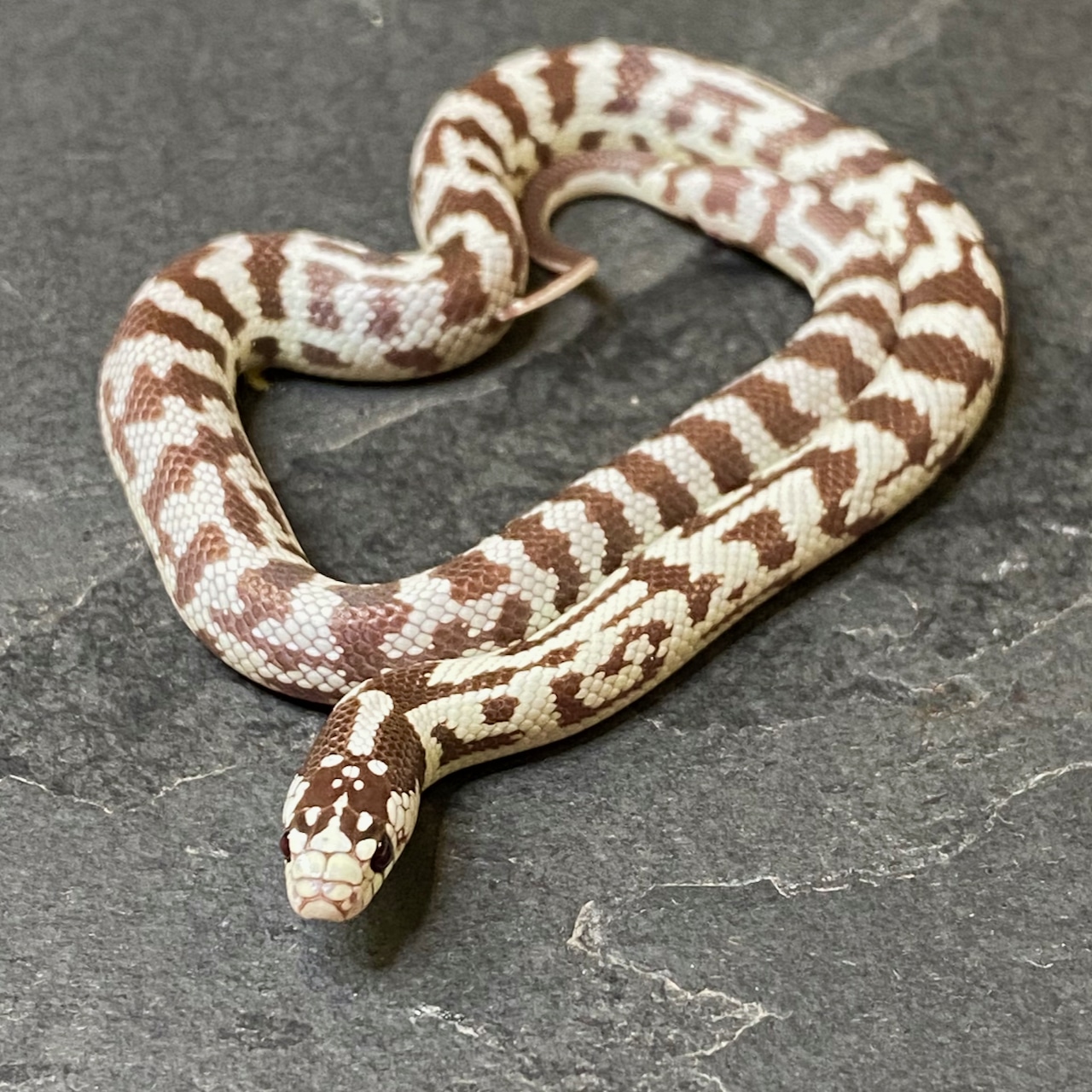 2022 Aberrant Hypo Poss. Het. Albino - Male - ID:22DK8M California ...