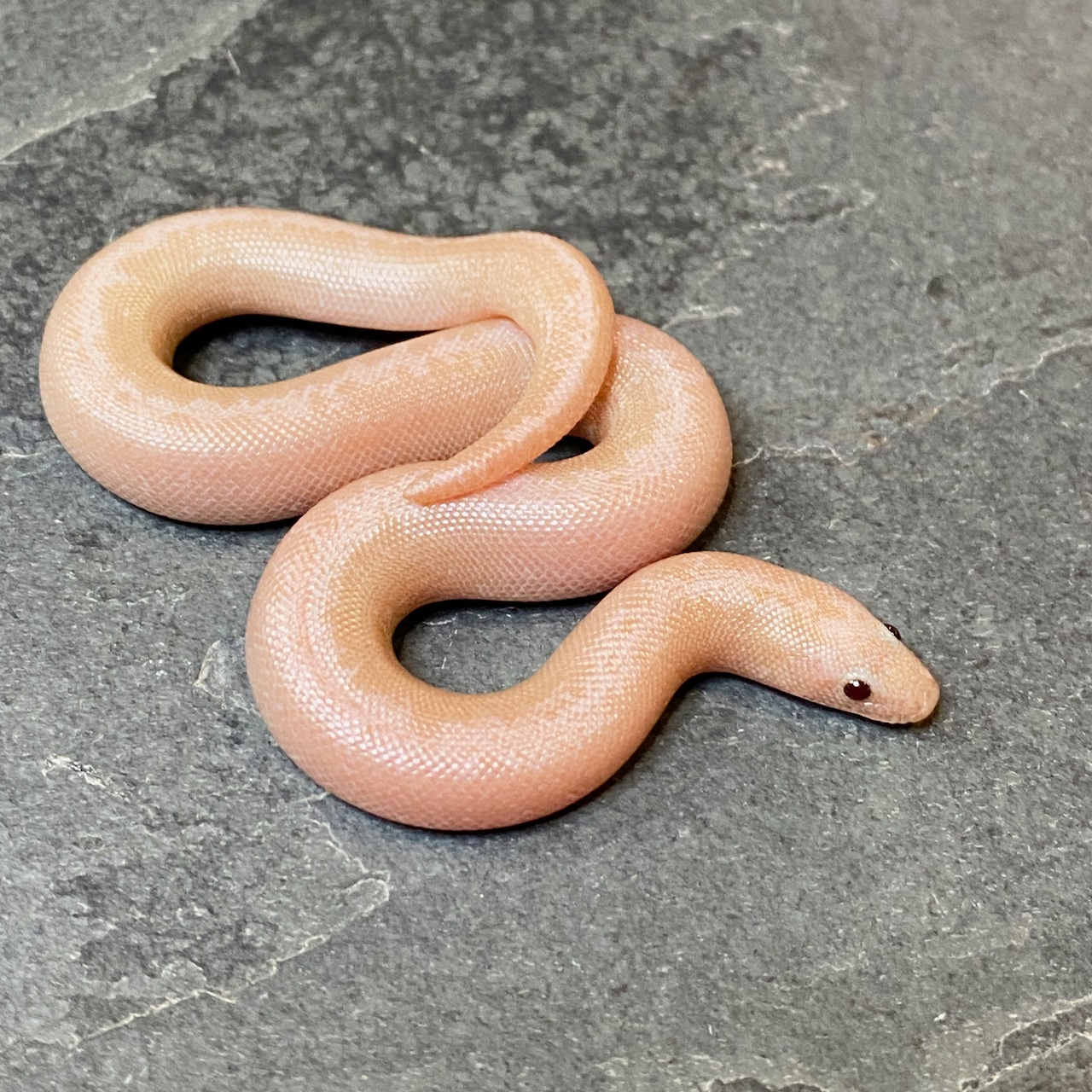 2022 Stripe Snow Sand Boa - Male - ID:22KC13M Kenyan Sand Boa by Great ...