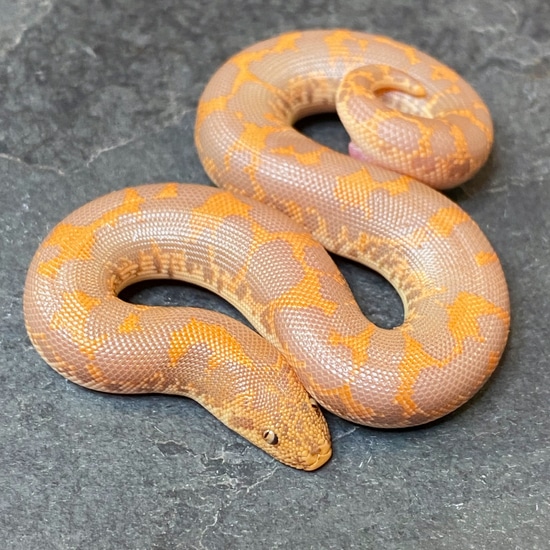 2022 Albino Het. Snow Sand Boa - Female - ID:22KC15F Kenyan Sand Boa by ...