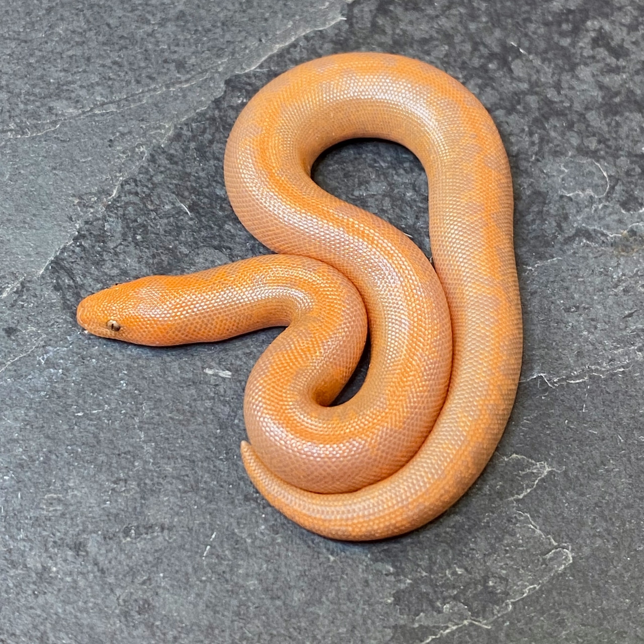 2022 Albino Stripe Het. Snow Sand Boa - Female - ID:22KC14F Kenyan Sand ...