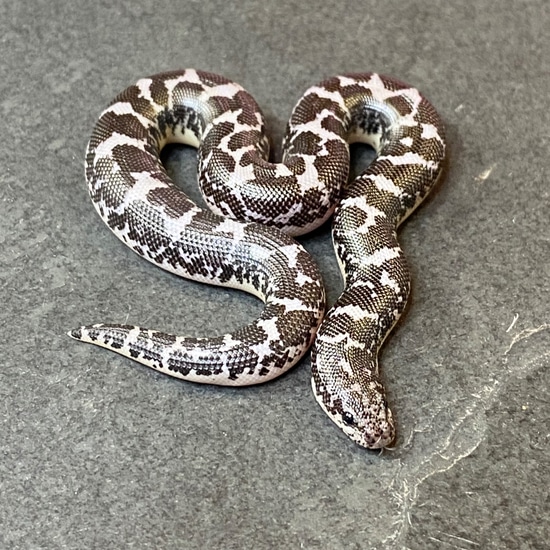 2022 Anery Sand Boa - Male - ID:22JG11M Kenyan Sand Boa by Great Basin ...