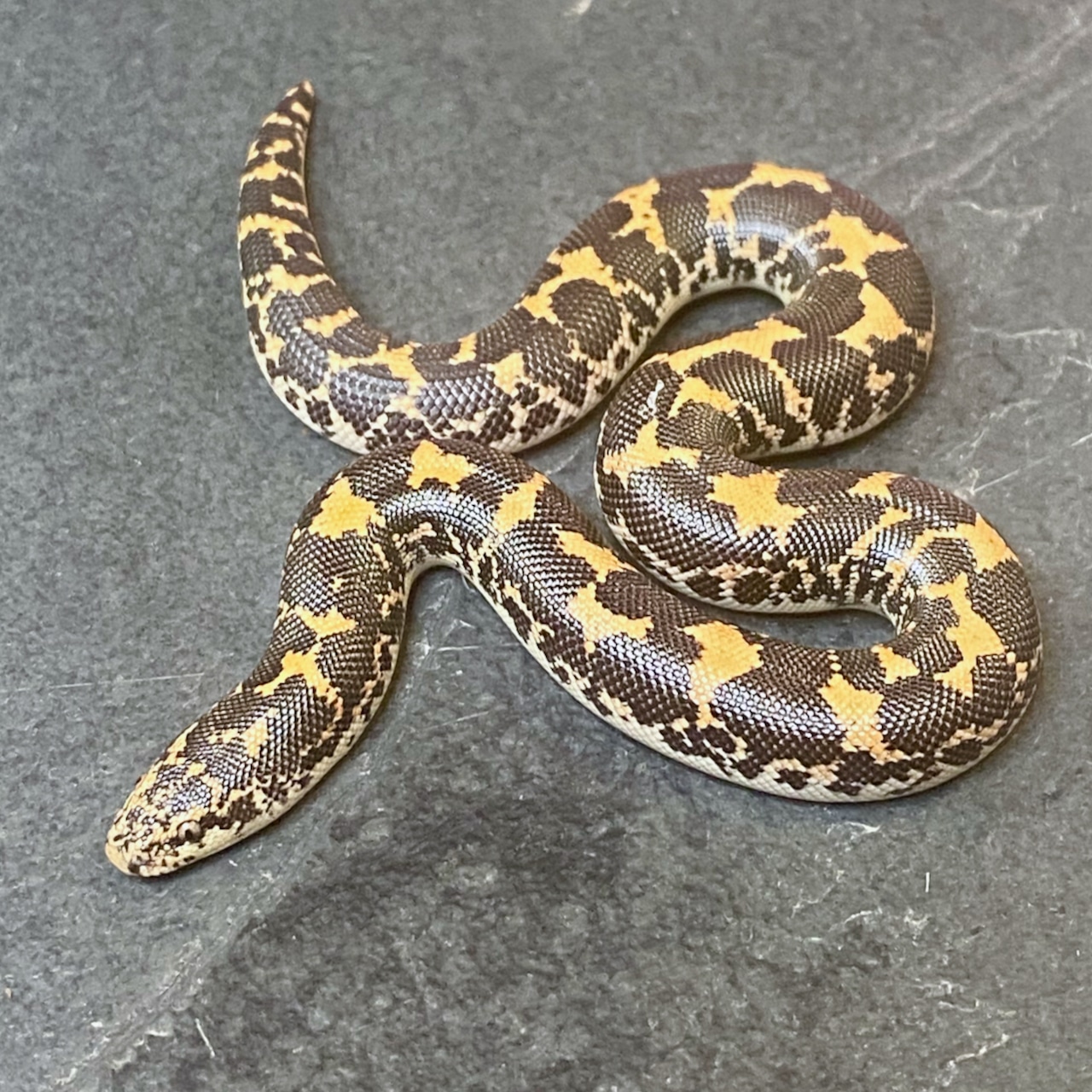 2022 Het. Anery Sand Boa - Male - ID:22JG1M Kenyan Sand Boa by Great ...