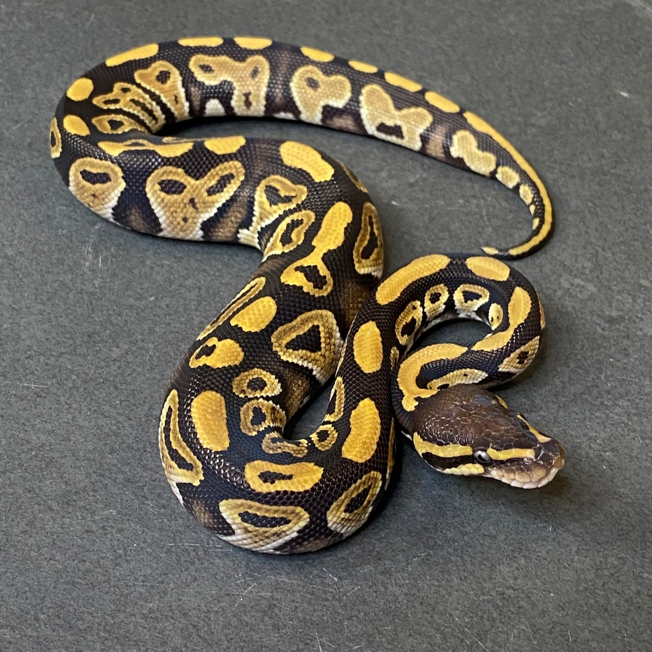 2022 Pastel Mystic - Male -ID: 22JT2M Ball Python by Great Basin ...