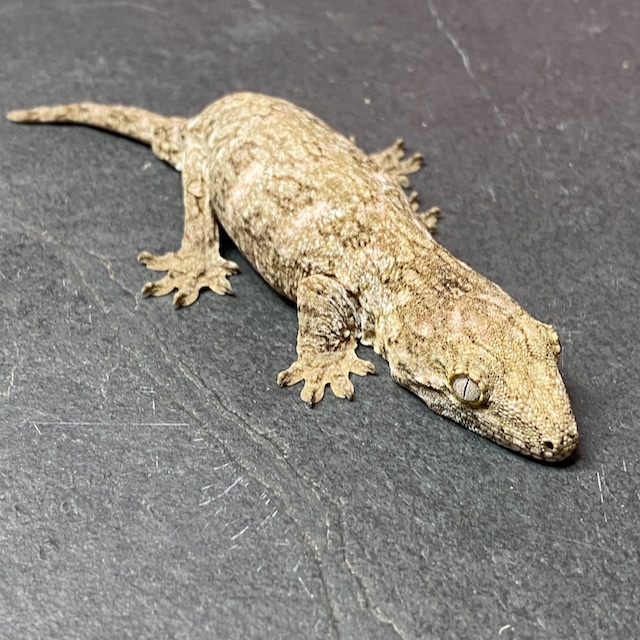 2022 Nuu Ana Leachie From High Pink Lines - Rhacodactylus - ID:22FZ1 ...