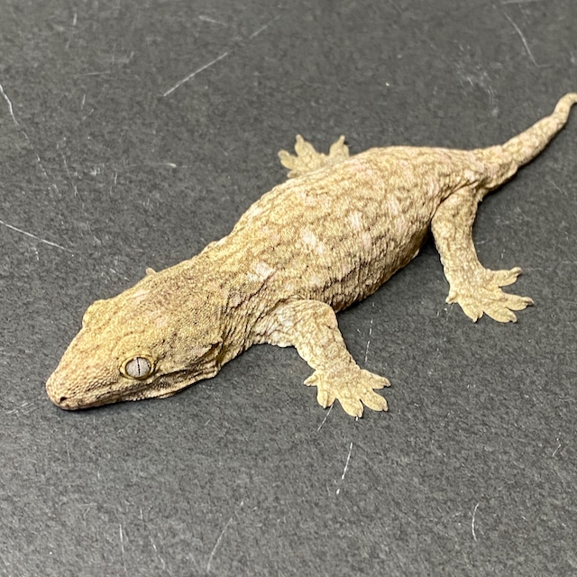 2022 Nuu Ana Leachie From High Pink Lines - Rhacodactylus - ID:22DZ2 ...