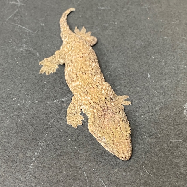 2022 Nuu Ana Leachie From High Pink Lines - Rhacodactylus - ID:22DA1 ...