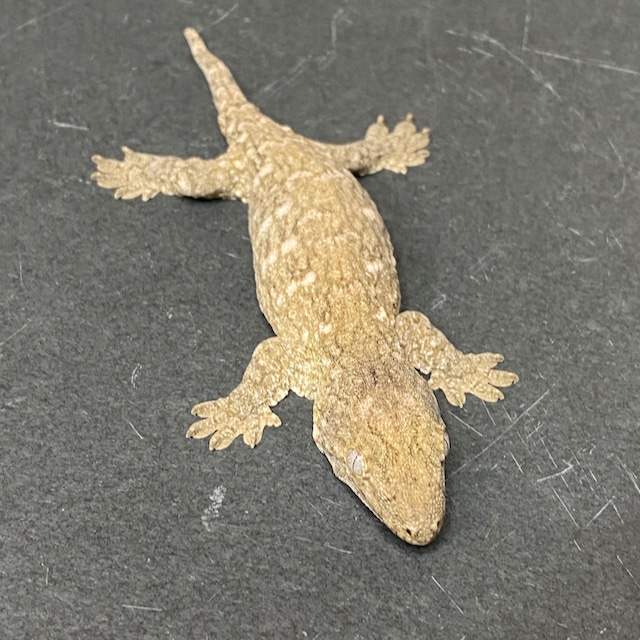 2022 Moro Locale Leachie - Rhacodactylus - ID:22CK2 Leachianus Gecko by ...