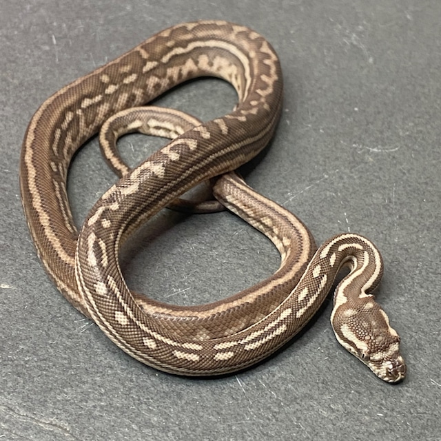 Bredl's Python - Striped - 2022 Female - ID: 22JS6F Centralian Carpet ...