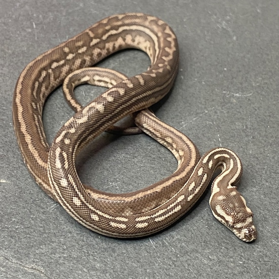 Bredl's Python - Striped - 2022 Female - ID: 22JS6F Centralian Carpet ...