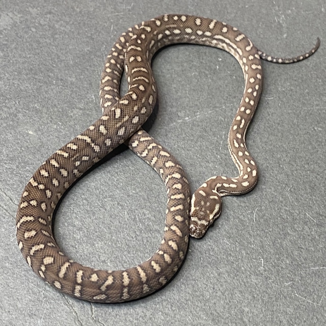 Bredl's Python - Poss. Het. Striped - 2022 Female - ID: 22JS9F ...