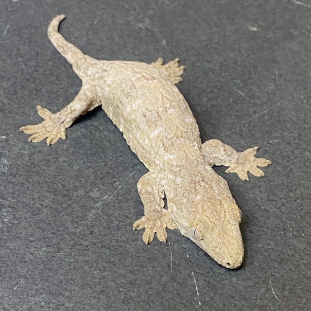 2022 Nuu Ana Leachie - Rhacodactylus - ID:22DZ1 - High Pink Lines ...