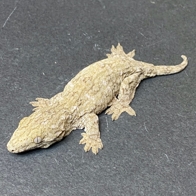 Nuu Ana Leachie From High Pink Lines - Rhacodactylus - ID:22BR2 ...