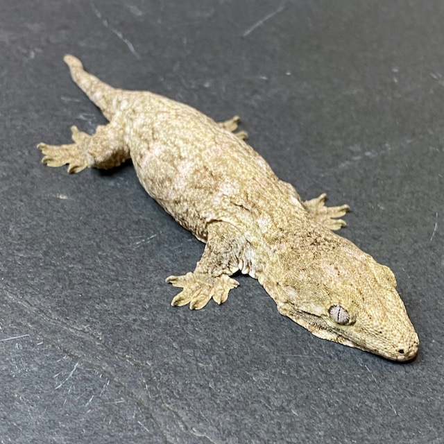 Moro Locale Leachie - Rhacodactylus - ID:22DG2 Leachianus Gecko by ...