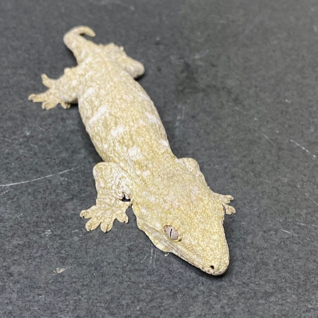 Moro Locale Leachie - Rhacodactylus - ID:22DG1 Leachianus Gecko by ...