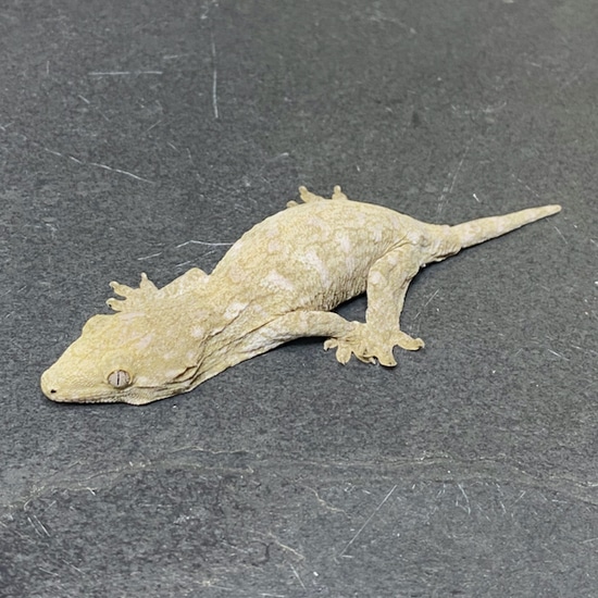 Moro Locale Leachie - Rhacodactylus Leachianus - ID:22AG1 Leachianus ...