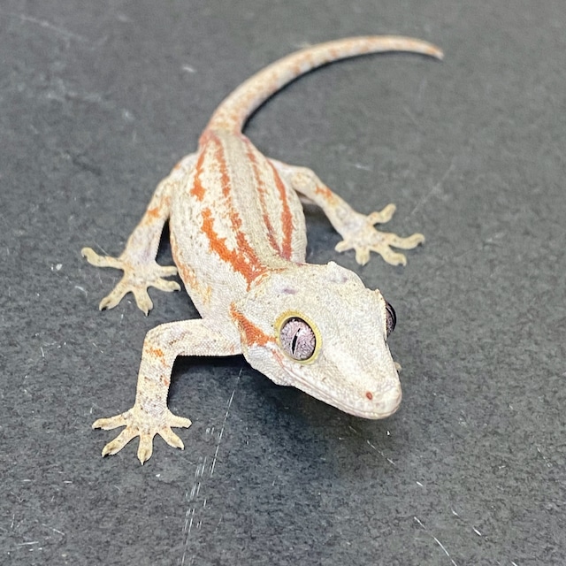 Orange Striped Gargoyle Gecko: ID:22DP1 by Great Basin Serpentarium ...