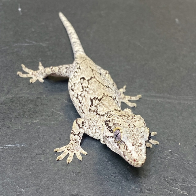 Gargoyle Gecko - Male - From Phantom Eye Pairing - ID:20BZ1 by Great ...