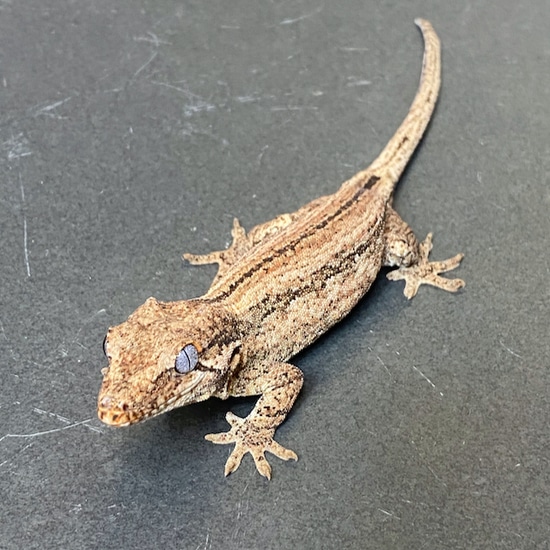 Striped Gargoyle Gecko by Great Basin Serpentarium, LLC