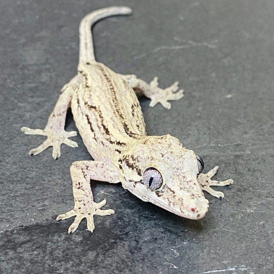 2021 Striped Gargoyle Gecko by Great Basin Serpentarium, LLC