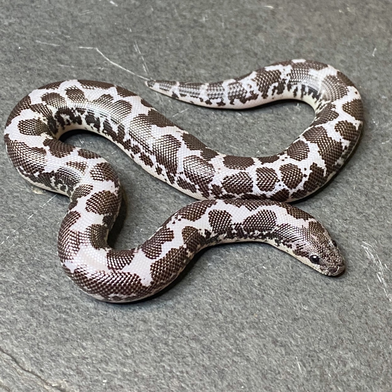 2022 Anery Sand Boa - Female- ID:22OM9F Kenyan Sand Boa by Great Basin ...