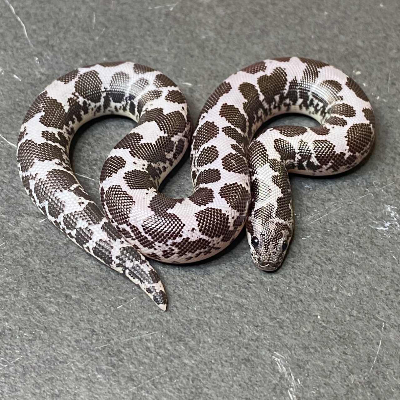 2022 Anery Sand Boa - Female- ID:22OM8F Kenyan Sand Boa by Great Basin ...