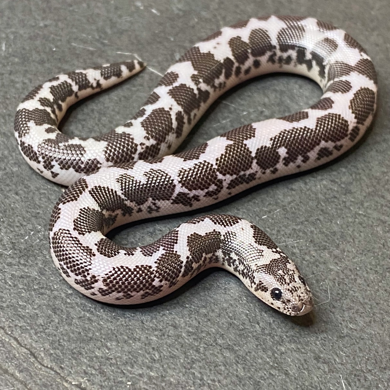 2022 Anery Sand Boa - Male- ID:22OM7M Kenyan Sand Boa by Great Basin ...