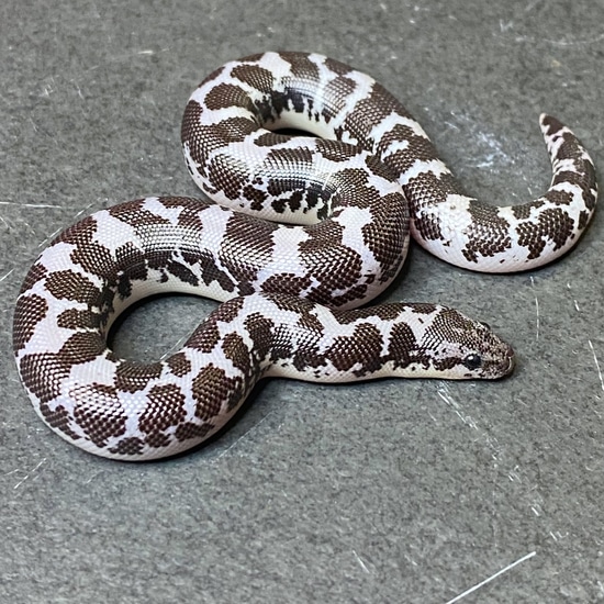 2022 Anery Sand Boa - Male- ID:22OM6M Kenyan Sand Boa by Great Basin ...