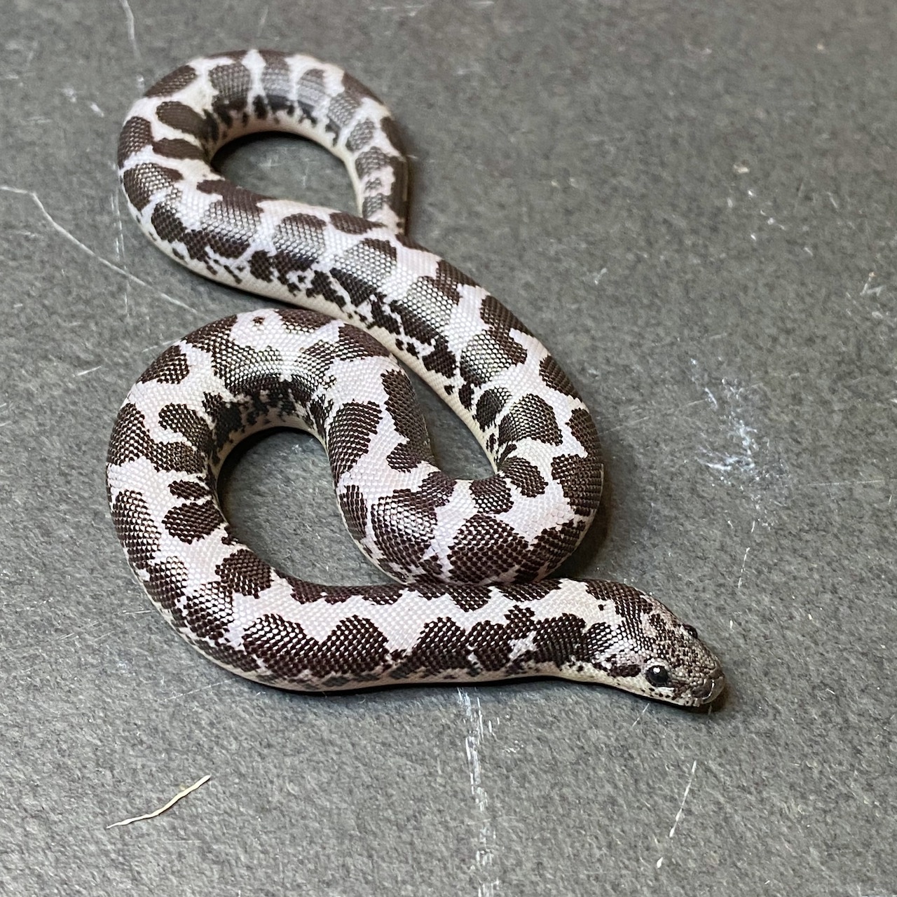 2022 Anery Sand Boa - Female- ID:22OM2F Kenyan Sand Boa by Great Basin ...