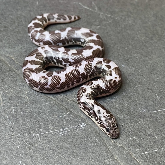 2022 Anery Sand Boa - Male- ID:22OM1M Kenyan Sand Boa by Great Basin ...