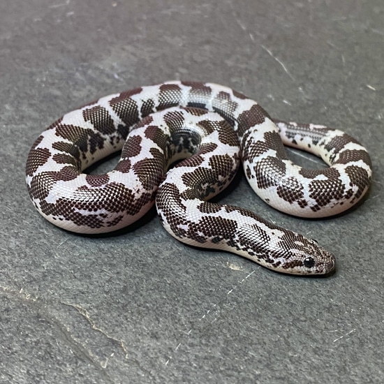 2022 Anery Sand Boa - Male- ID:22OM12M Kenyan Sand Boa by Great Basin ...