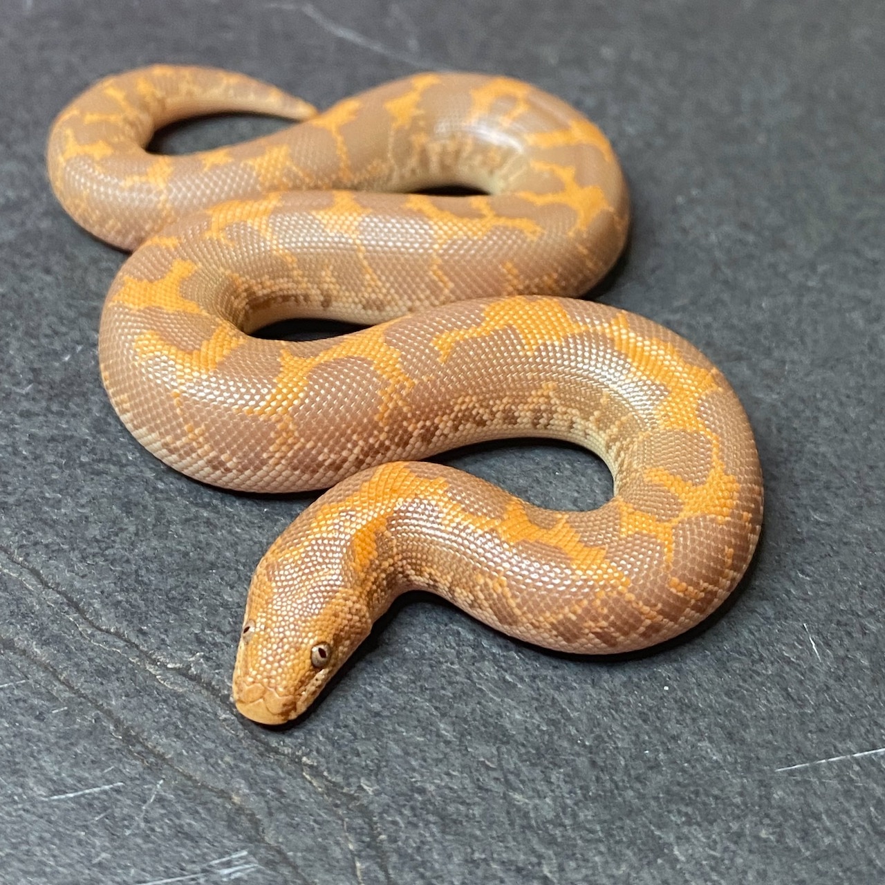 2022 Albino Het. Snow Sand Boa - Female - ID:22OZ6F Kenyan Sand Boa by ...