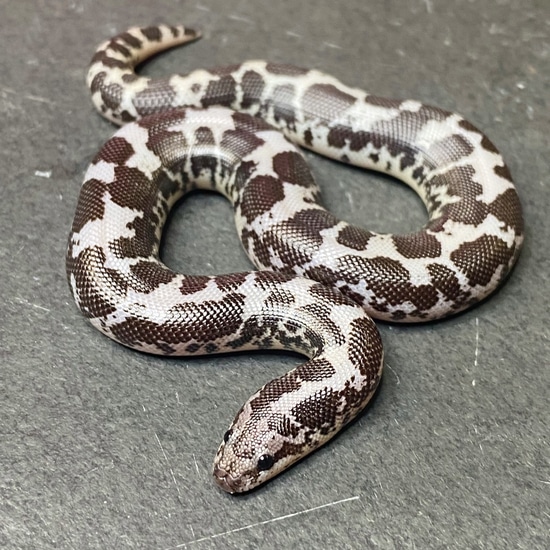 2022 Anery Sand Boa - Male - ID:22OO5M Kenyan Sand Boa by Great Basin ...