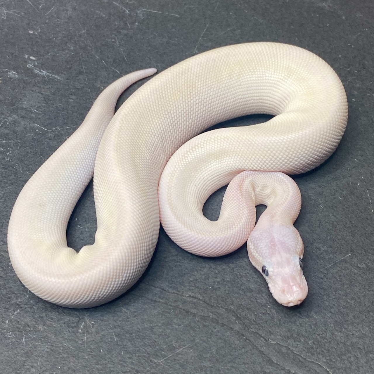 2022 Pastel Super Mojave - Male - ID: 22JW2M Ball Python by Great Basin ...