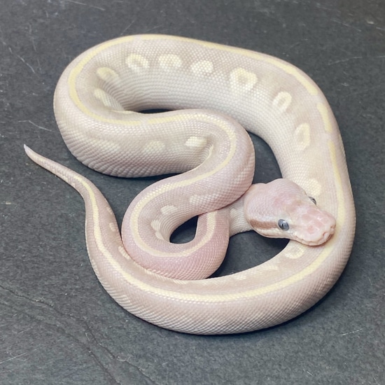 2022 Pastel Mystic Potion Ball Python - Female -ID: 22JT1F by Great ...
