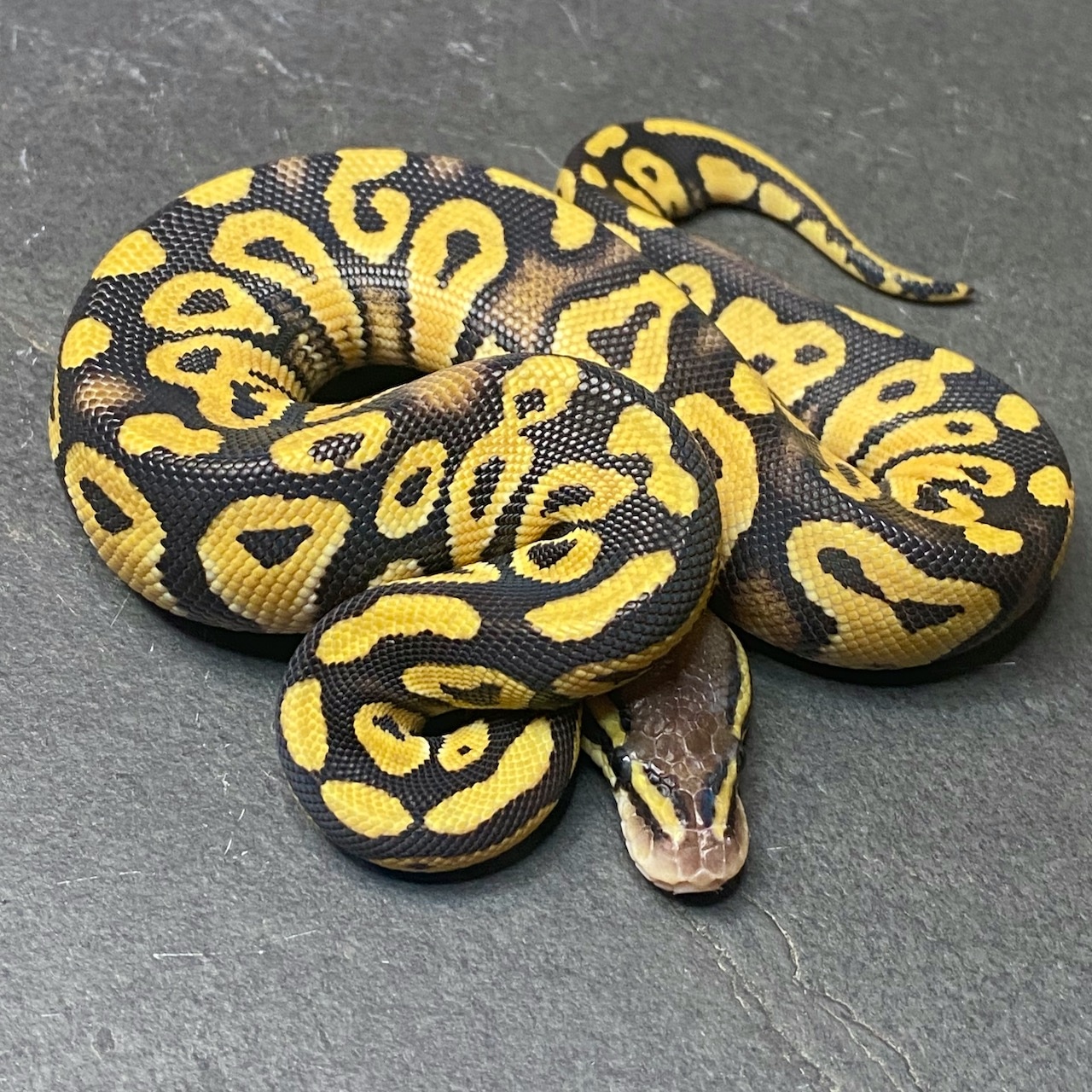 2022 Pastel Mystic - Female - ID: 22QF6F Ball Python by Great Basin ...