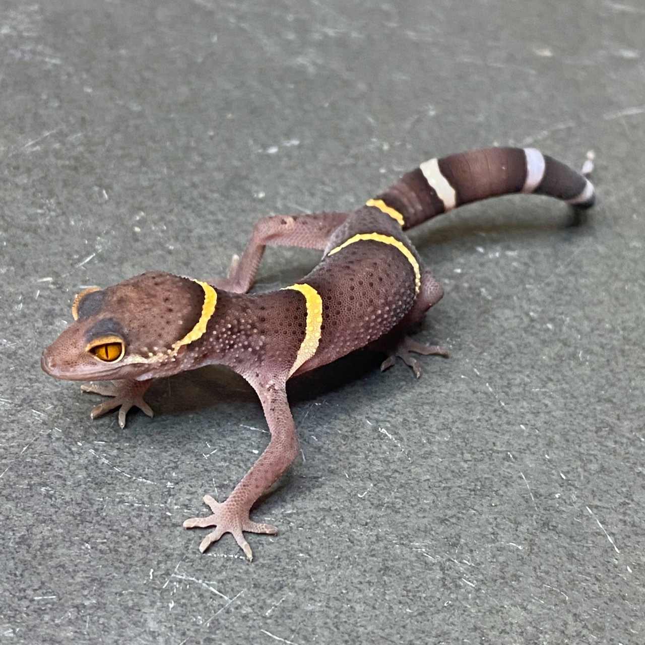 2022 Chinese Cave Gecko - ID: 22PQ1M Other Gecko by Great Basin ...