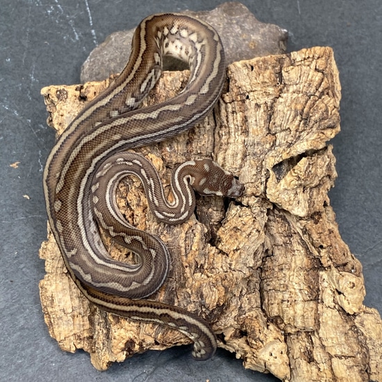 Bredl's Python - Striped - 2022 Female - ID: 22JS2F Centralian Carpet ...