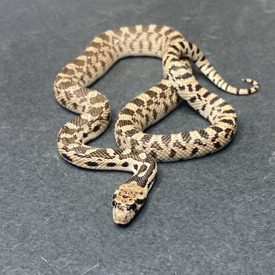 Captive Bred Great Basin Gopher Snake -Male - ID: 22OL1M by Great Basin ...