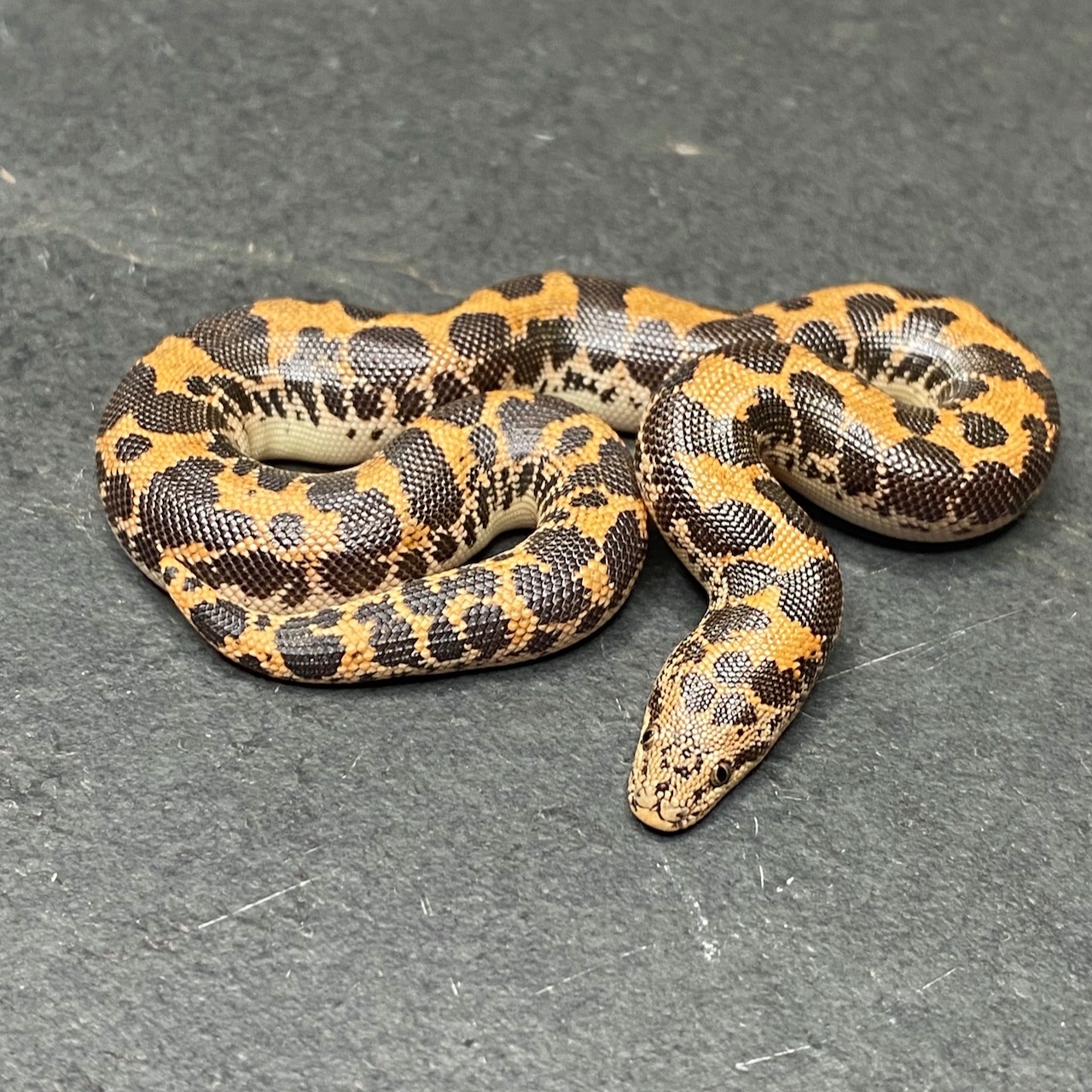 2022 Het. Snow Sand Boa - Female - ID:22PZ1F Kenyan Sand Boa by Great ...