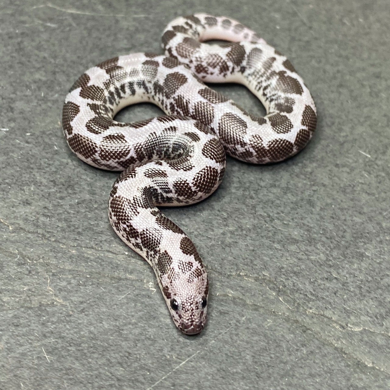 2022 Anery Het. Snow Sand Boa - Male - ID: 22PZ2M Kenyan Sand Boa by ...