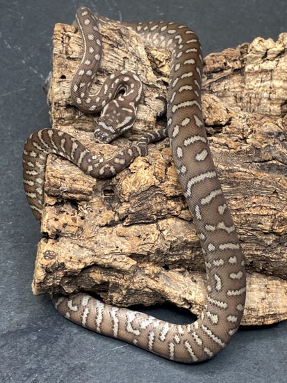 Bredl's Python - Poss. Het. Striped - 2022 Male - ID: 22JS18M ...