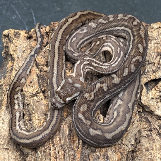 Bredl's Python - Striped - 2022 Male - ID: 22JS7M Centralian Carpet ...