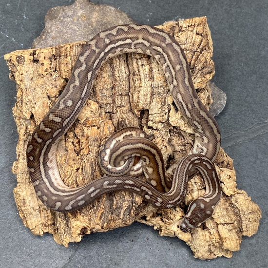 Bredl's Python - Striped - 2022 Female - ID: 22JS5F Centralian Carpet ...