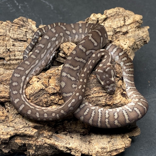 Bredl's Python - Poss. Het. Striped - 2022 Female - ID: 22JS15F ...