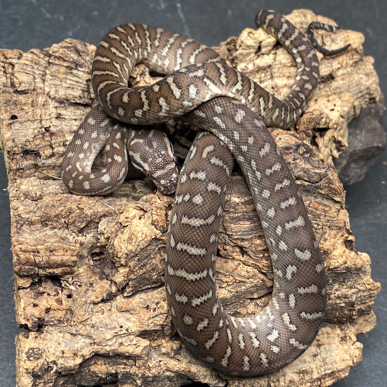 Bredl's Python - Poss. Het. Striped - 2022 Female - ID: 22JS11F ...
