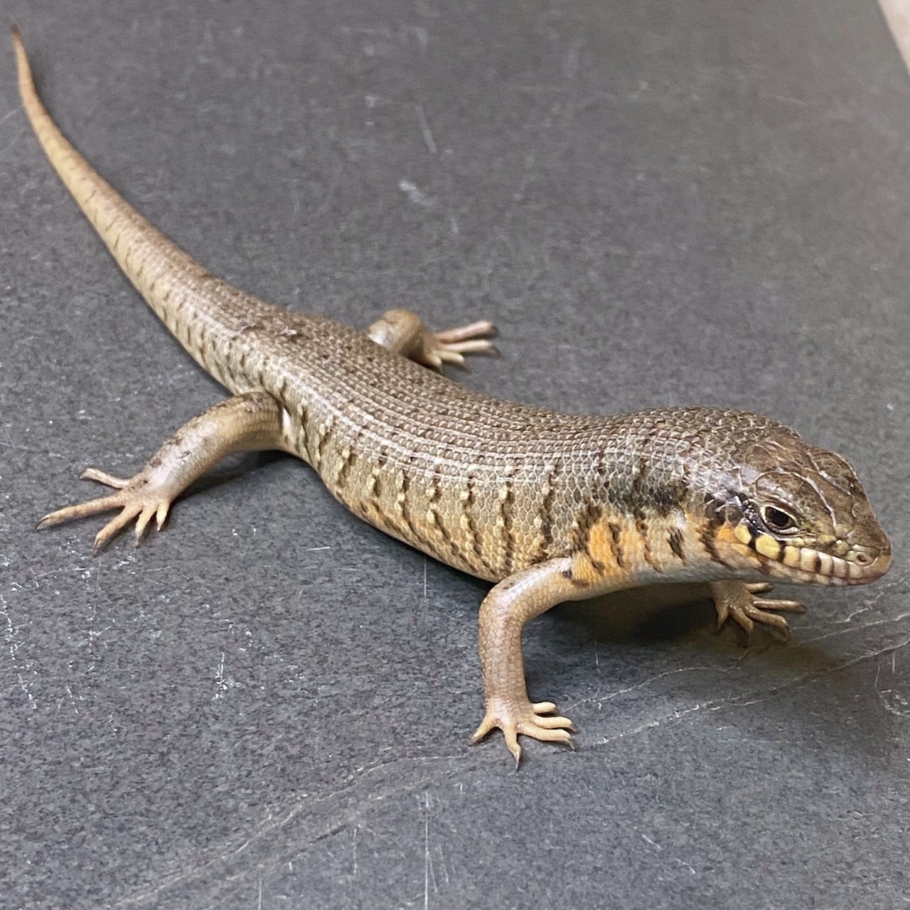 Kenyan Zebra Skink Other Skink by Great Basin Serpentarium, LLC ...