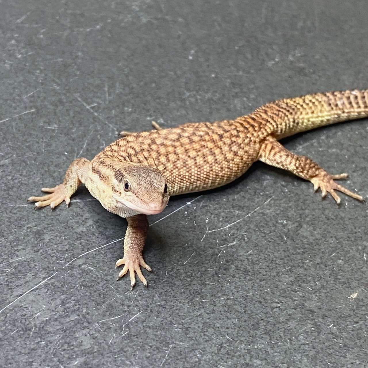 2022 Yellow Ackie - ID: 22JR4 Spiny-Tailed Monitor by Great Basin ...