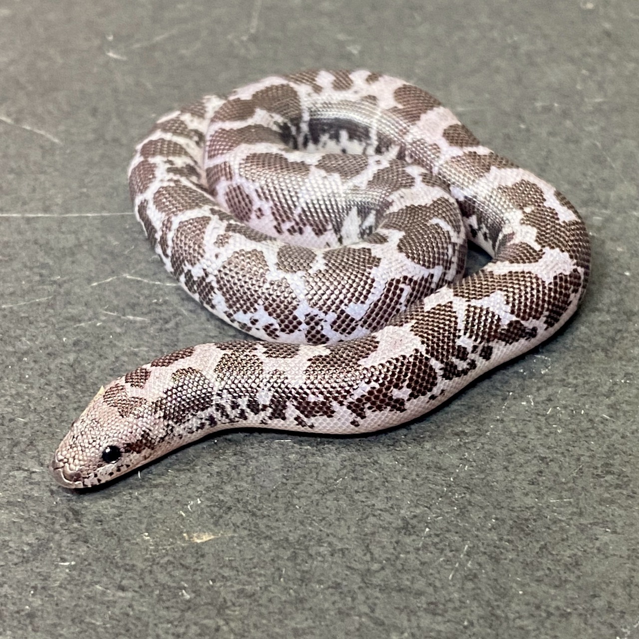 2022 Anery Het. Snow Sand Boa - Male - ID:22PZ4M Kenyan Sand Boa by ...