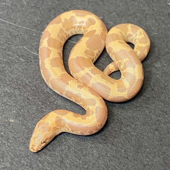 2022 Albino Het. Snow Sand Boa - Male - ID:22PZ8M Kenyan Sand Boa by ...