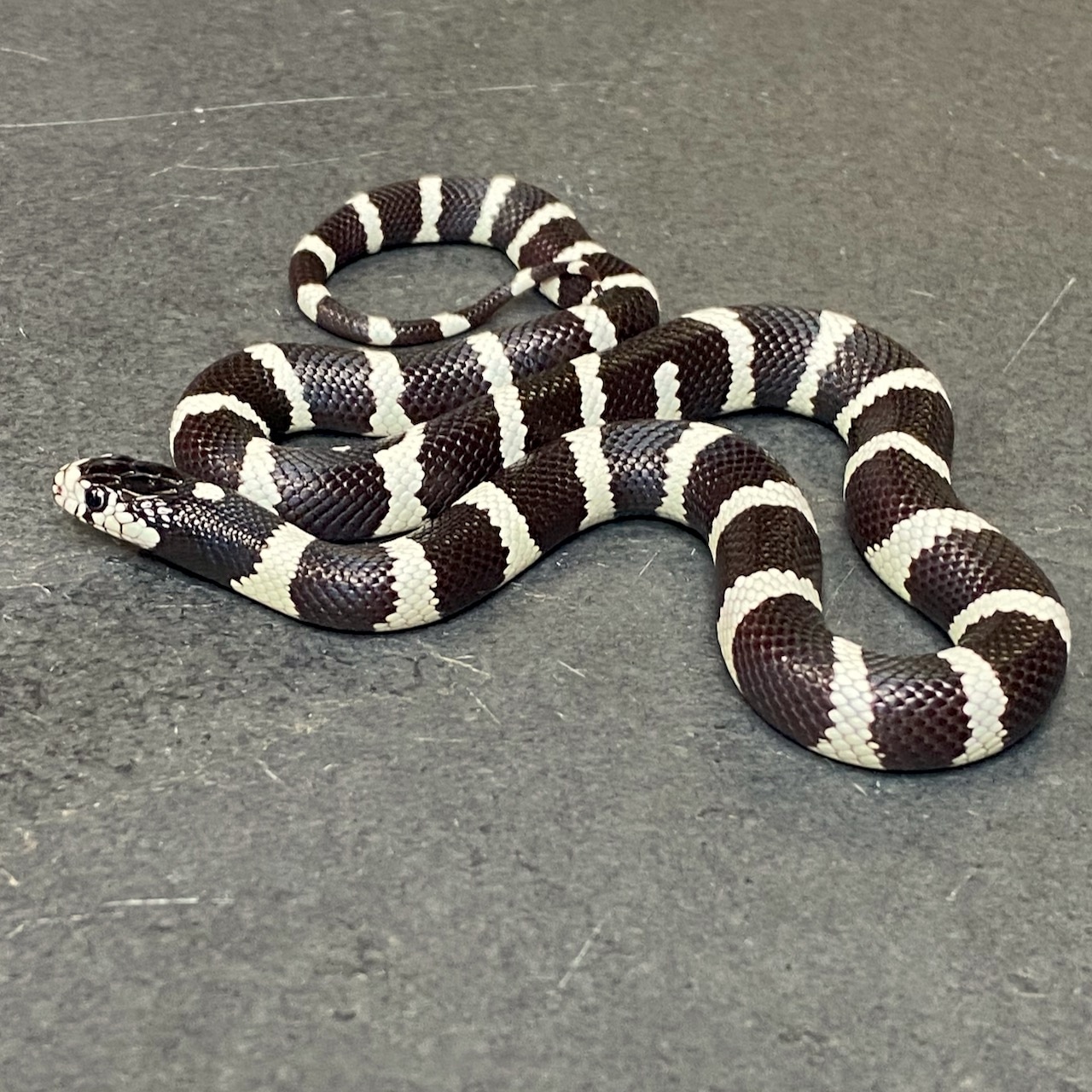 2022 Banded - Male- ID:22DS7M California Kingsnake by Great Basin ...